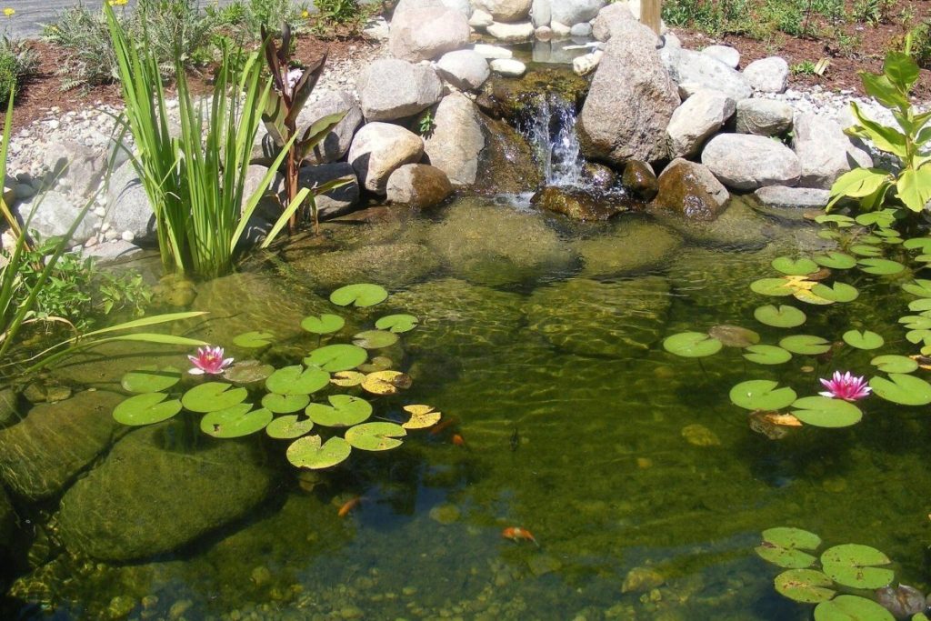 Ponds and Water Gardens - Clear Waters