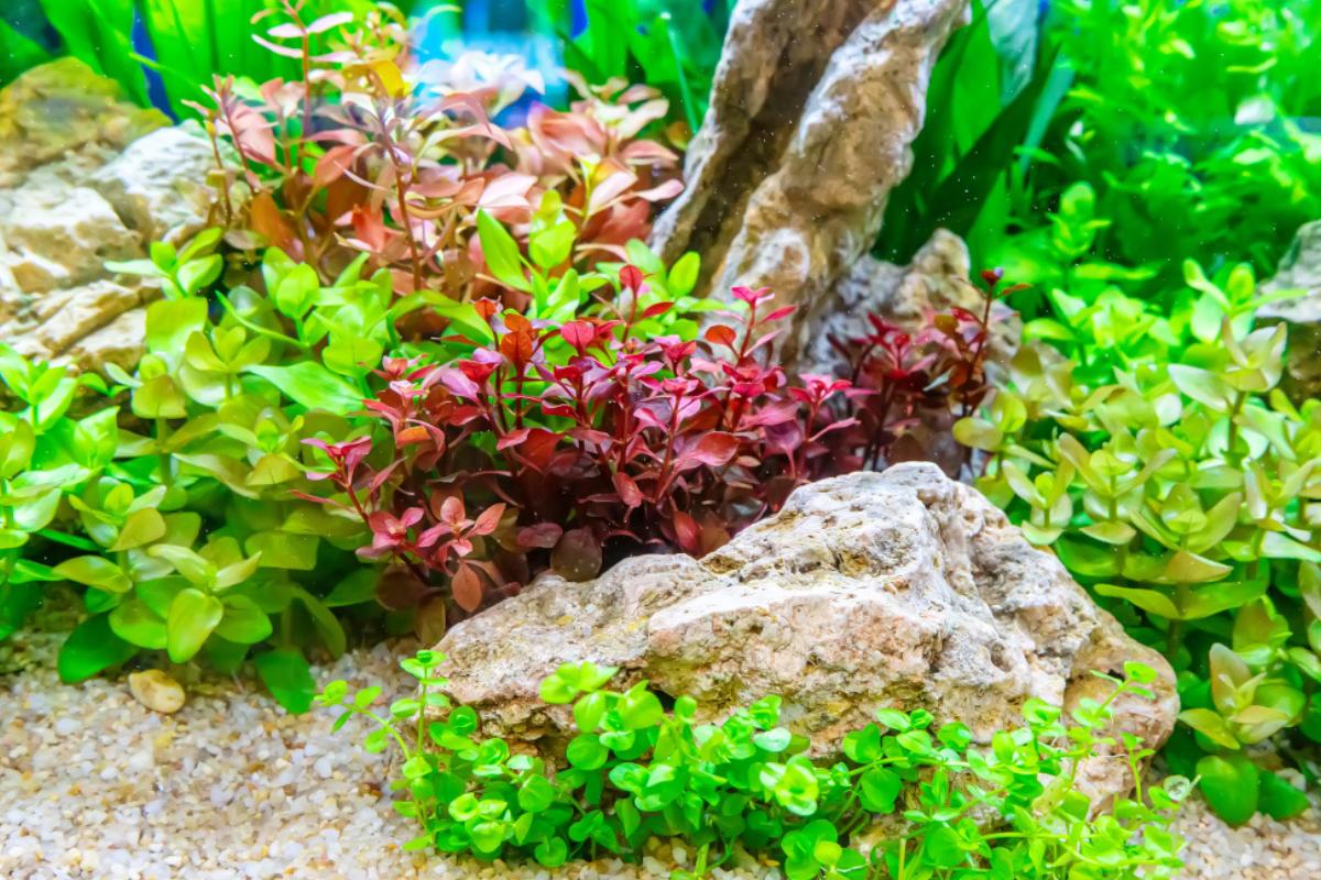 Transform Your Bathroom with a Pond-Inspired Renovation - Creating a ...