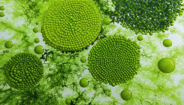 8 Natural Pond Algae Control Methods to Keep Your Water Crystal Clear ...